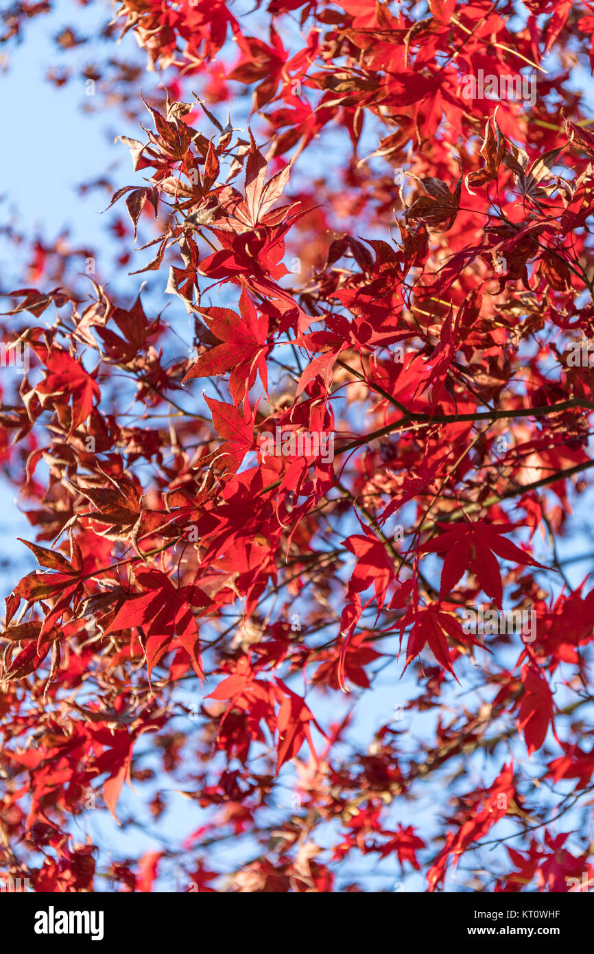 Red leaves on Japanese maple trees at Myohoji Temple, Horinouchi, Tokyo ...