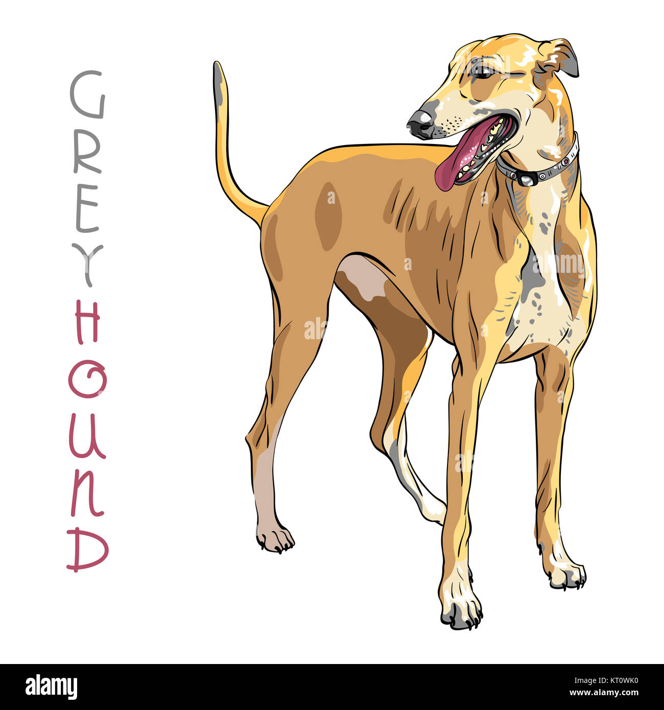 Vector Greyhound Dog breed Stock Photo - Alamy