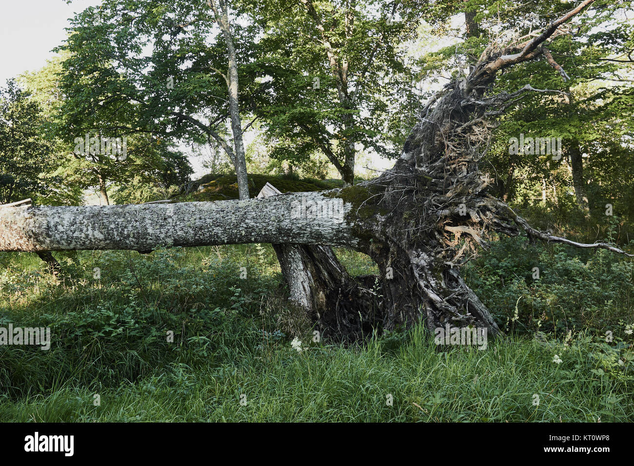 Uprooted tree in forest, Sweden, Scandinavia Stock Photo - Alamy