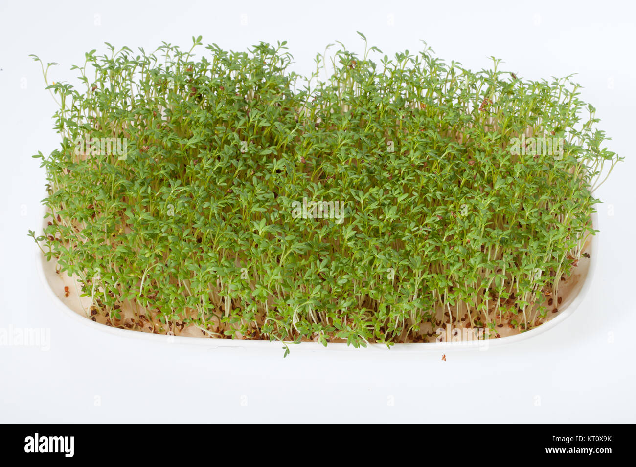 Cress seedlings isolated on white background Stock Photo - Alamy