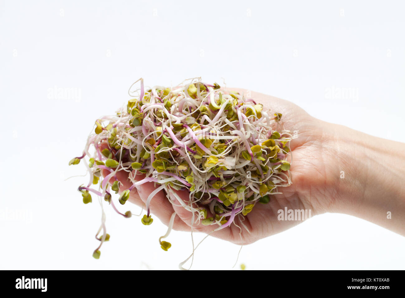 The healthy diet. Fresh sprouts isolated on white background Stock ...