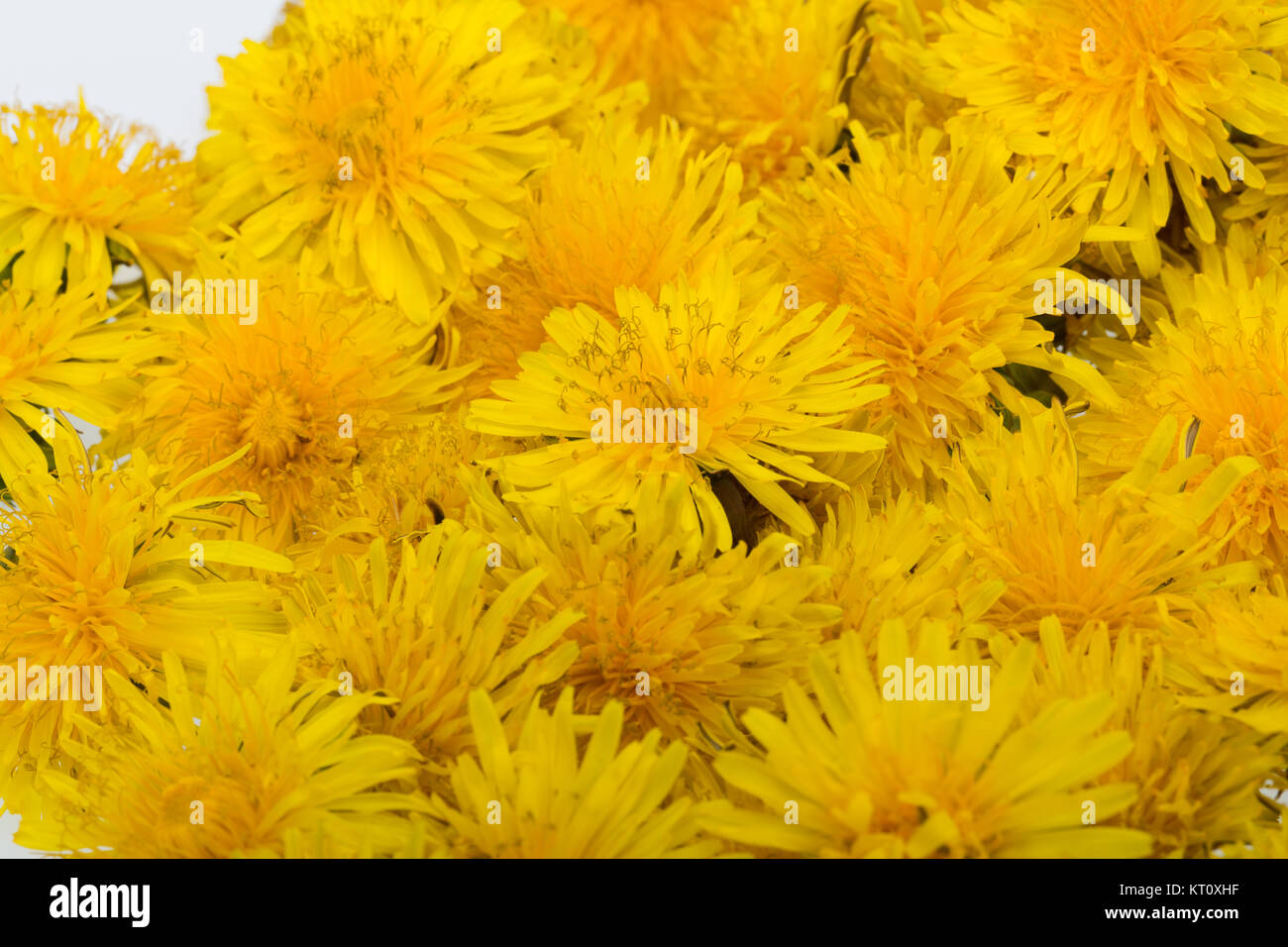 beautiful yellow flower of Dandelion Stock Photo - Alamy