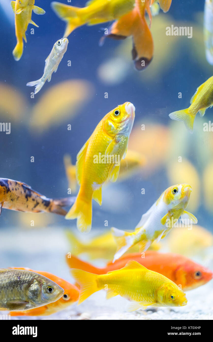 Comet Goldfish Colors