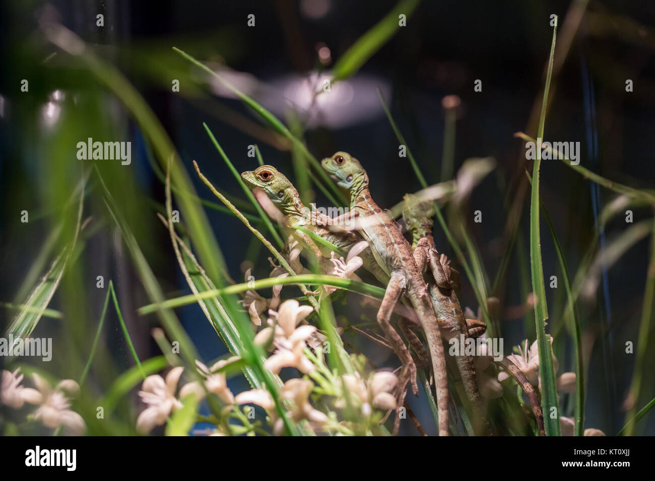 small lizard in terrarium for home decor Stock Photo - Alamy