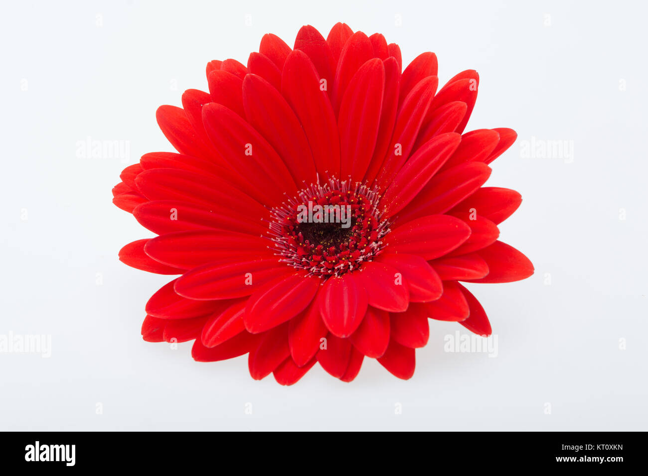 red gerbera daisy flower Stock Photo - Alamy