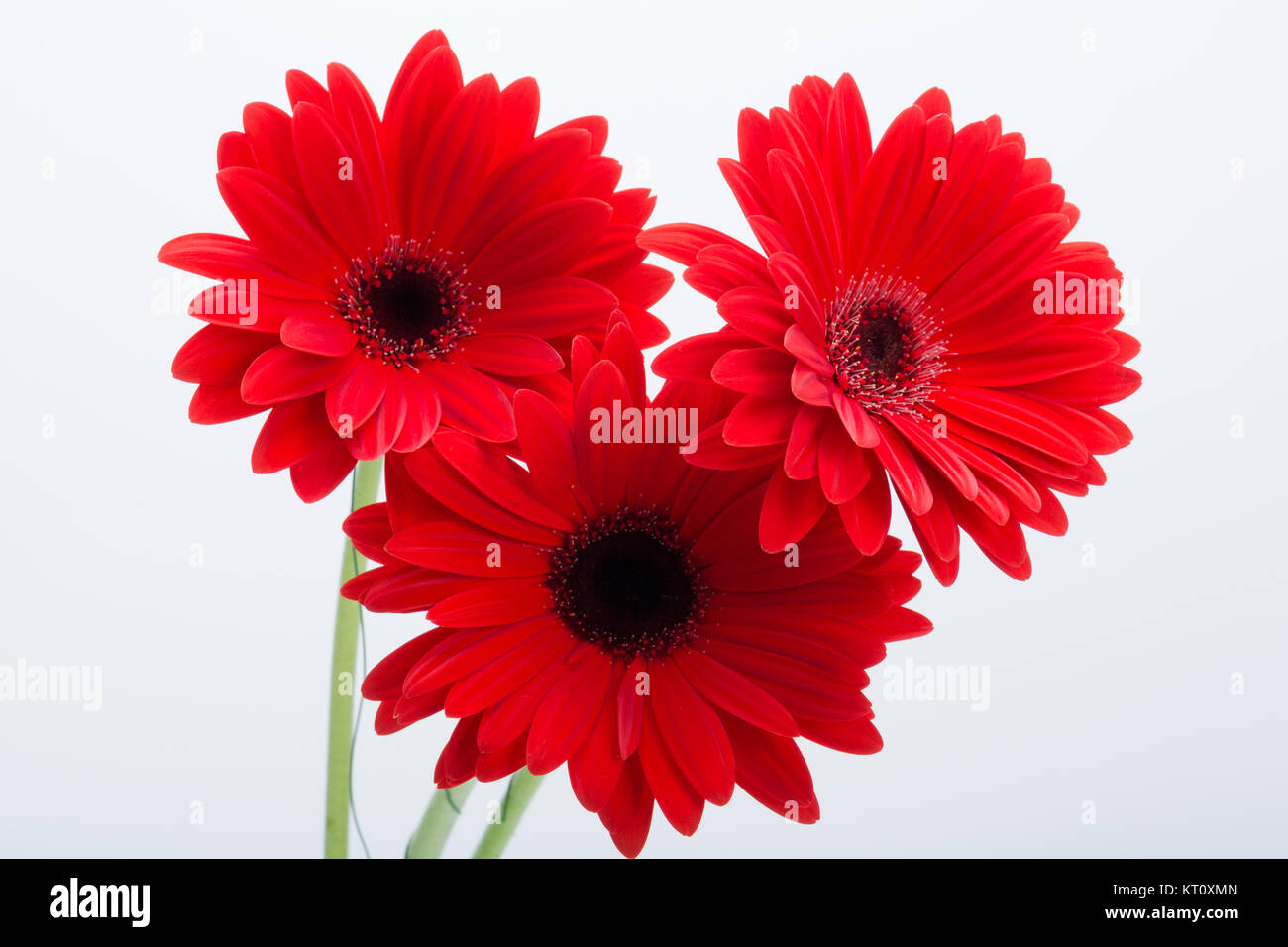 red gerbera daisy flower Stock Photo - Alamy