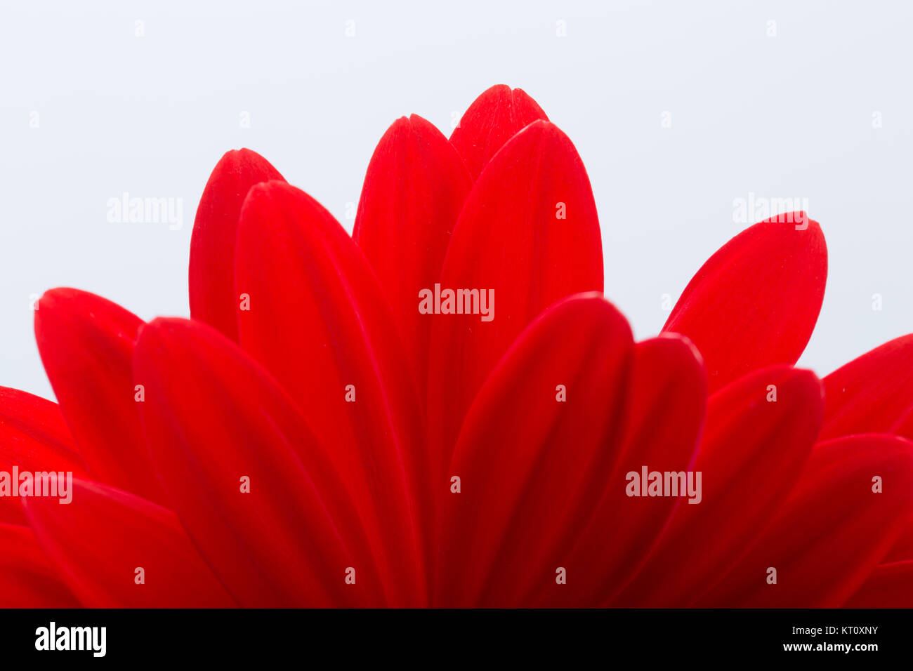 red gerbera daisy flower Stock Photo - Alamy