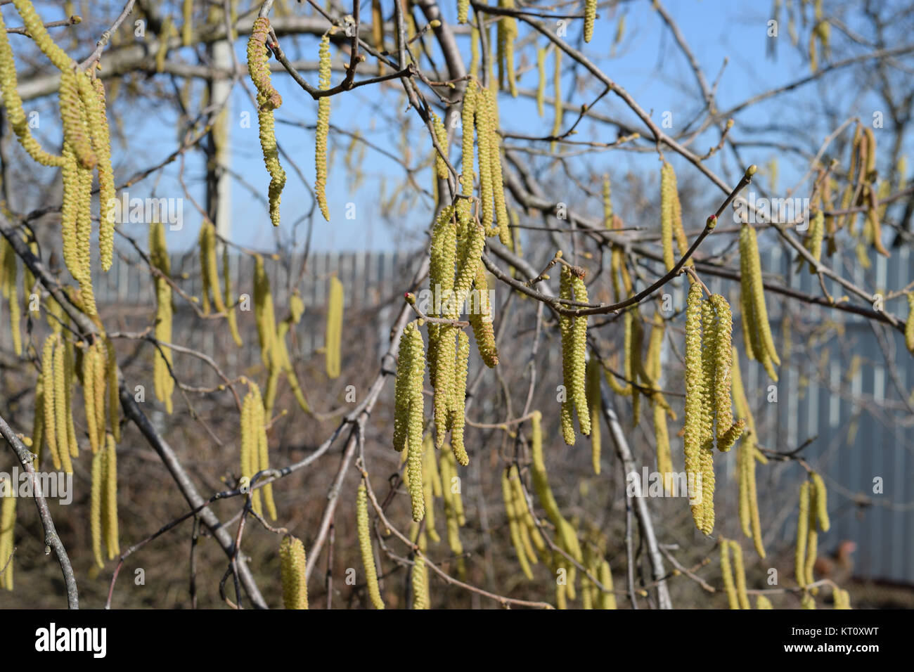 Flowering hazel hazelnut Stock Photo - Alamy