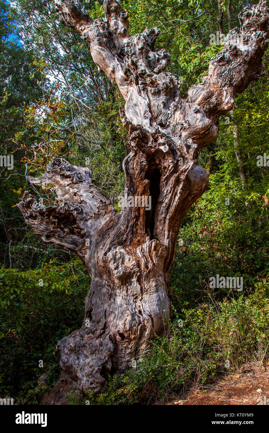 Old majestic tree hi-res stock photography and images - Alamy