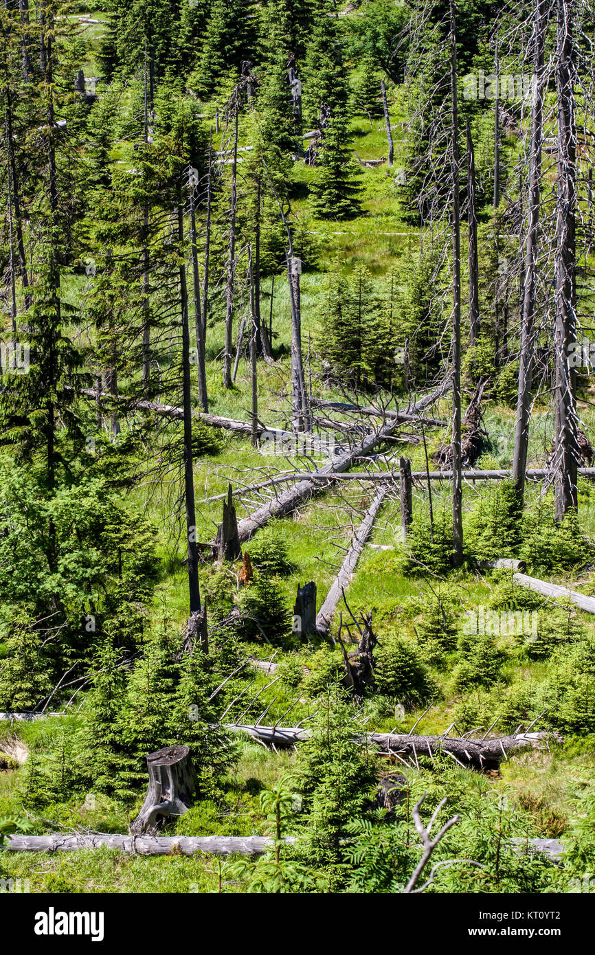 mountain landscape of the Giant Mountains National Park in the Czech ...