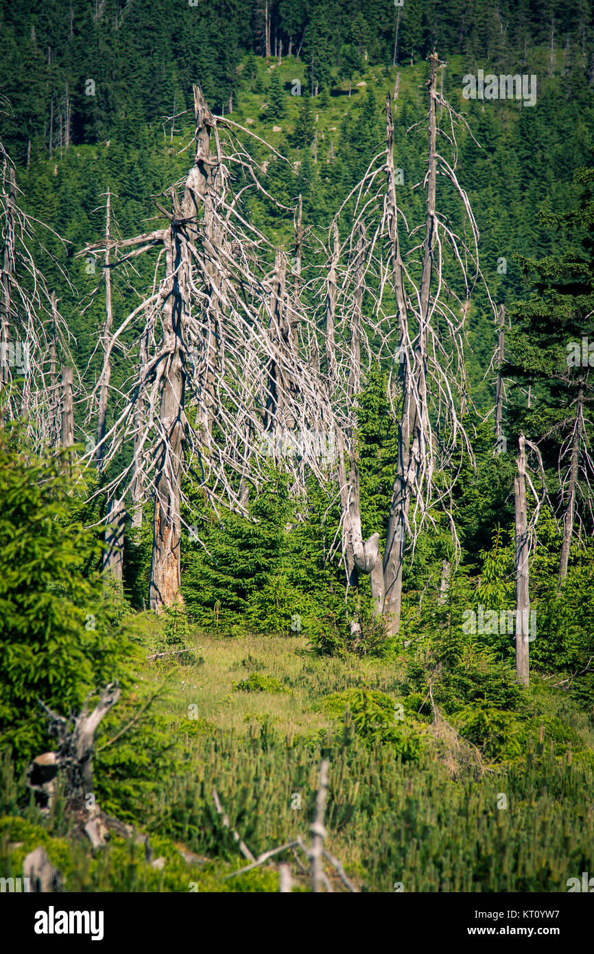 mountain landscape of the Giant Mountains National Park in the Czech ...