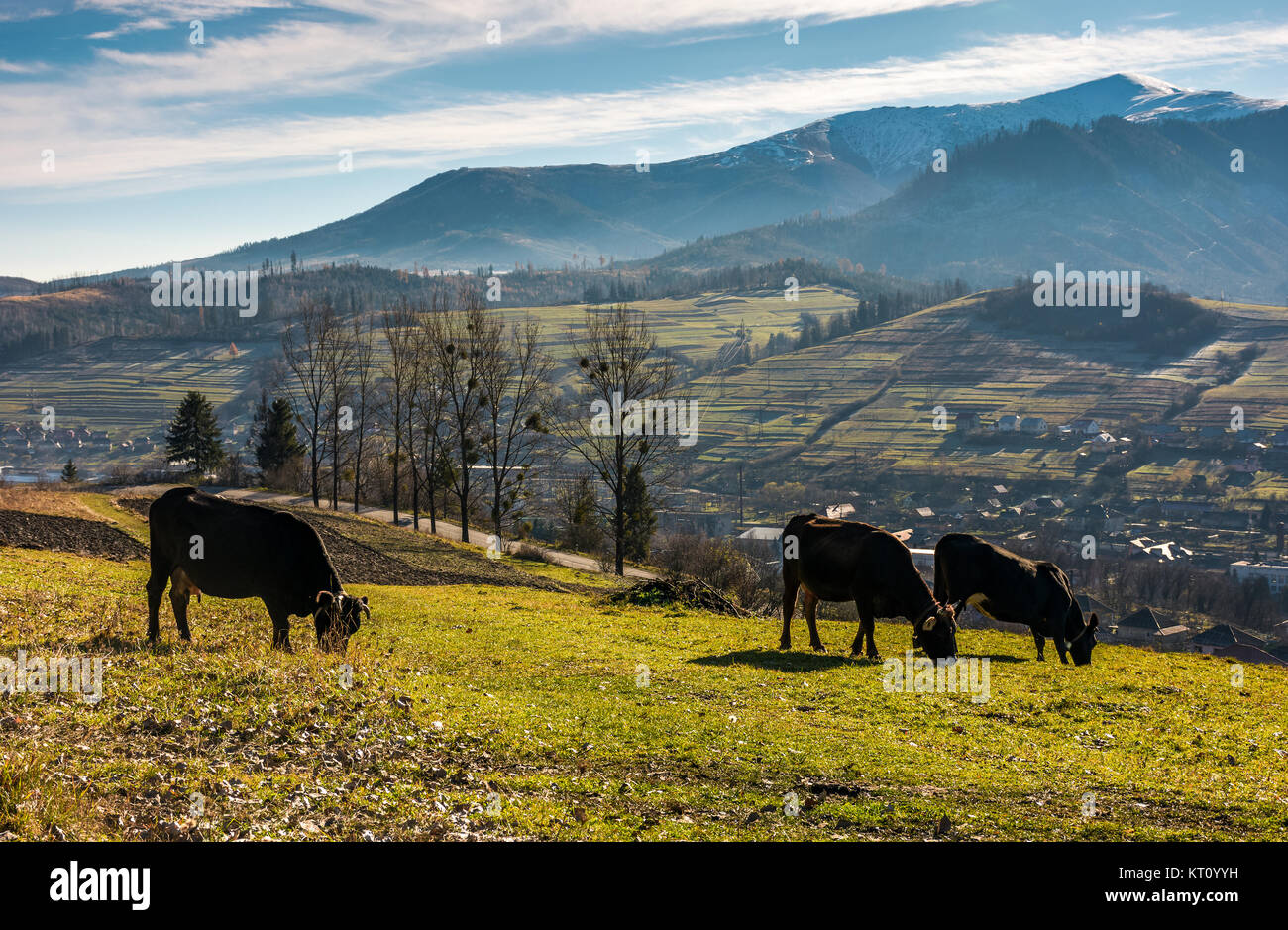 Grazing and beautiful scenery hi-res stock photography and images - Alamy