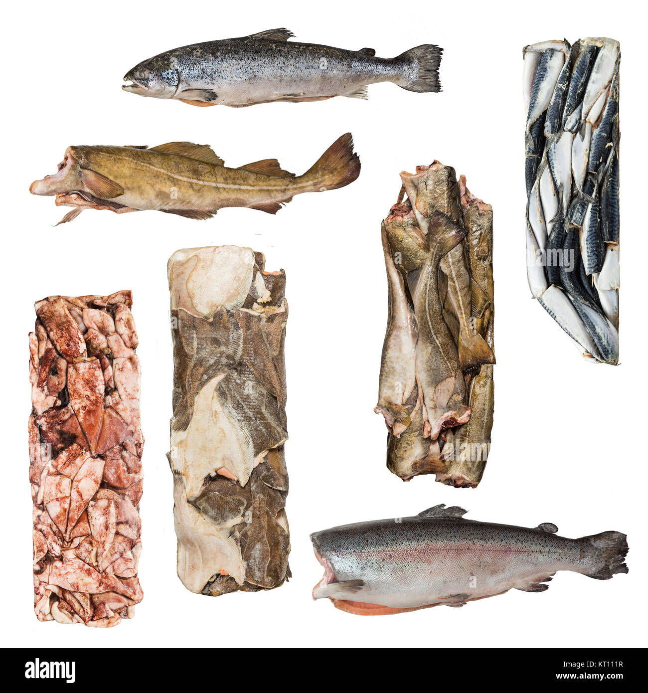 set of a different frozen fish Stock Photo - Alamy