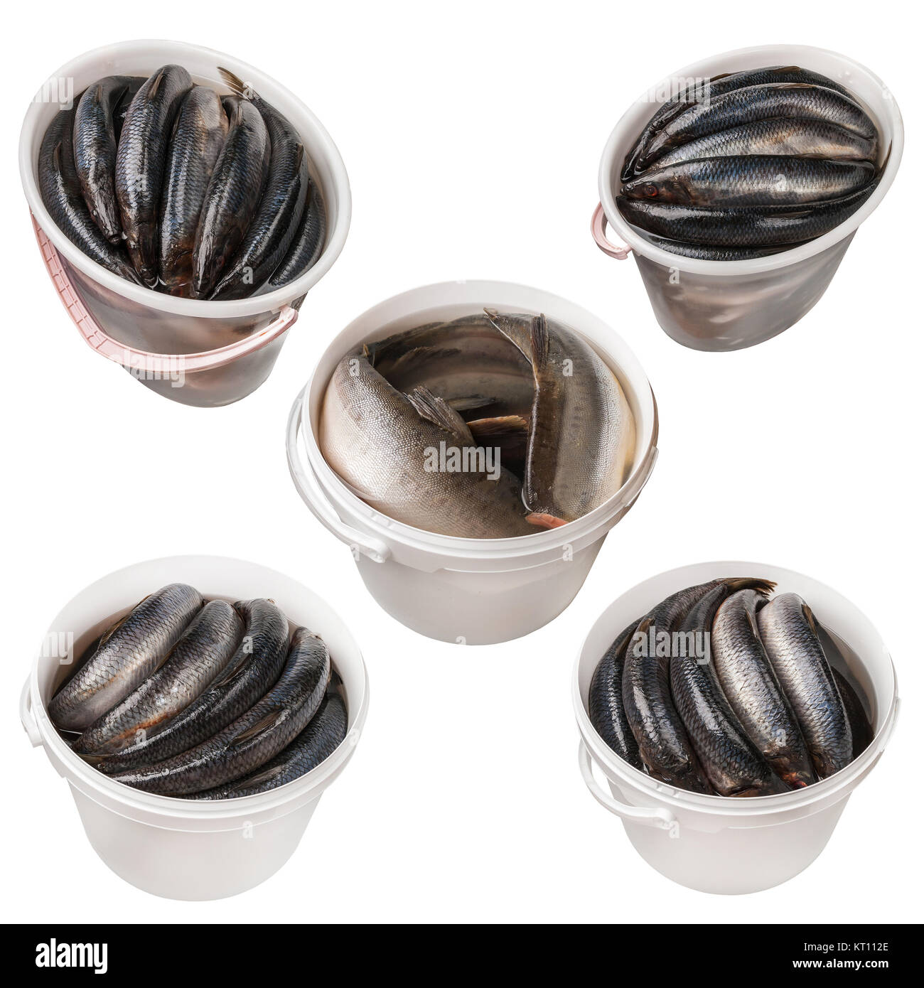 set of a different preserved fish in box Stock Photo - Alamy