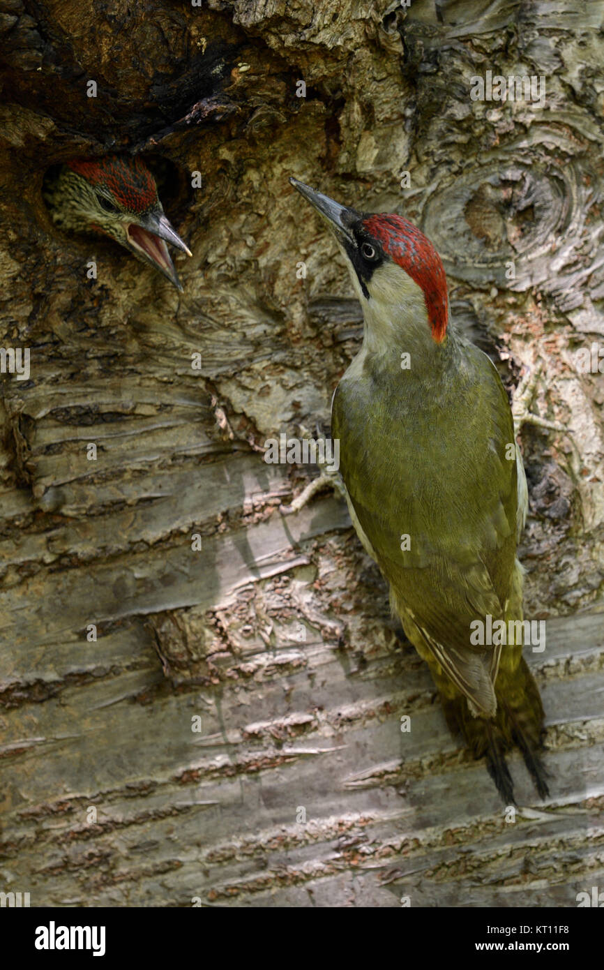 Woodpecker bird nesting photo hi-res stock photography and images - Alamy