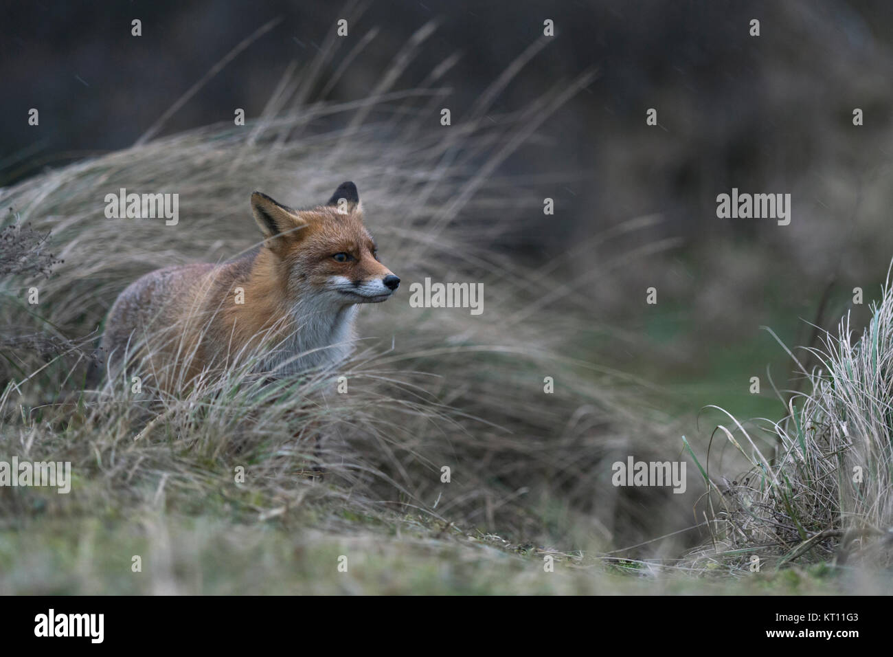 Red Fox ( Vulpes vulpes ) cunning adult, hunting on grassland, watching ...
