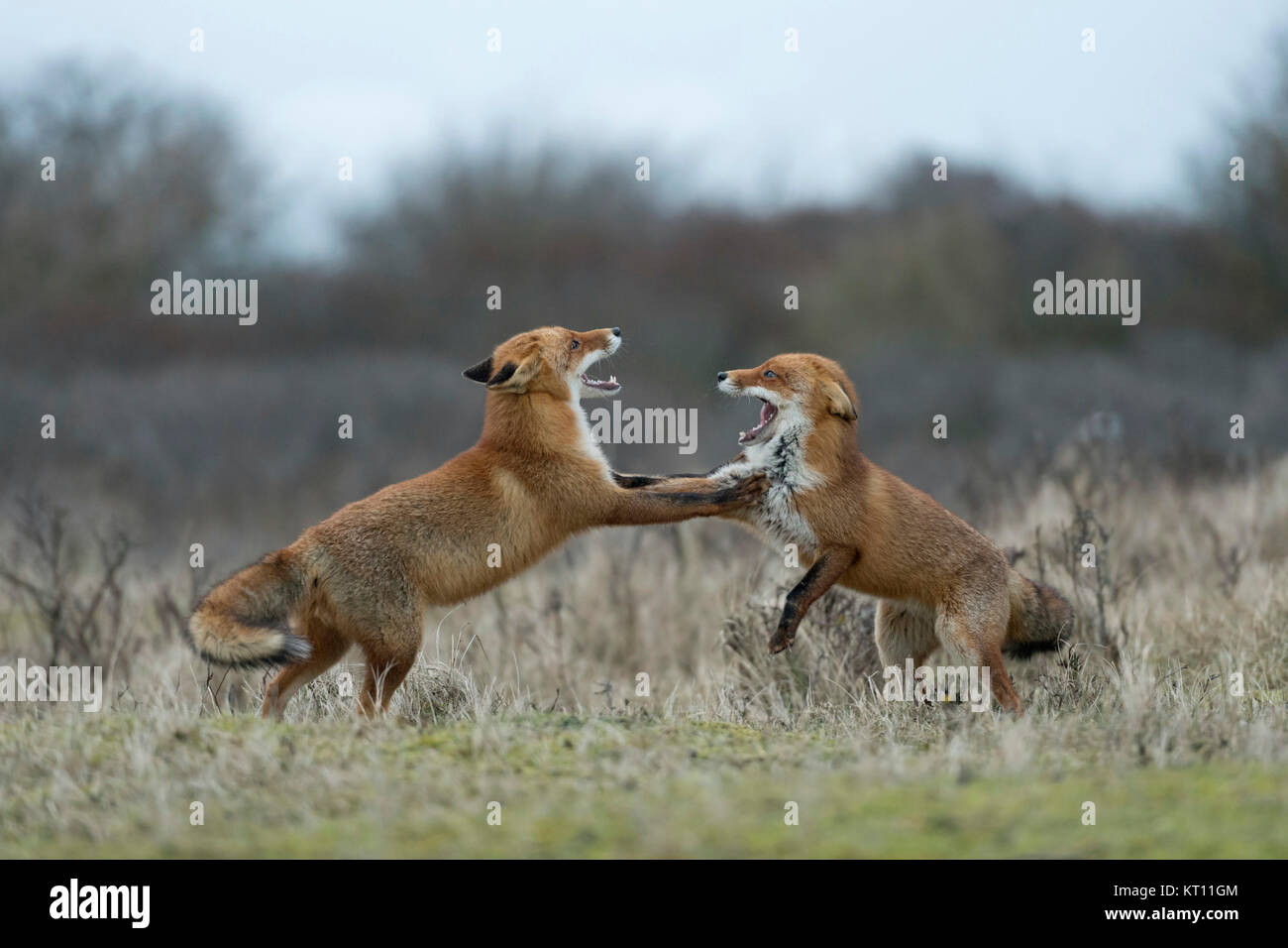 Red Fox / Foxes ( Vulpes vulpes ), two adult, in agressive fight ...