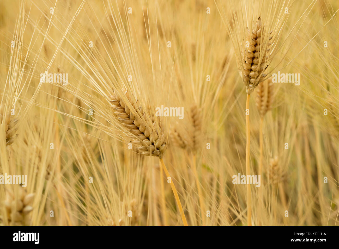 Golden rice hi-res stock photography and images - Alamy