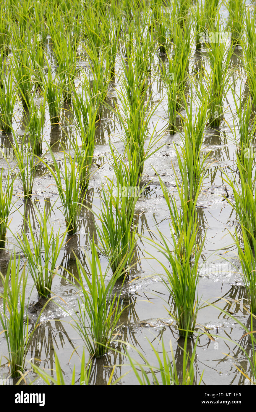 Japan rice fields hi-res stock photography and images - Alamy