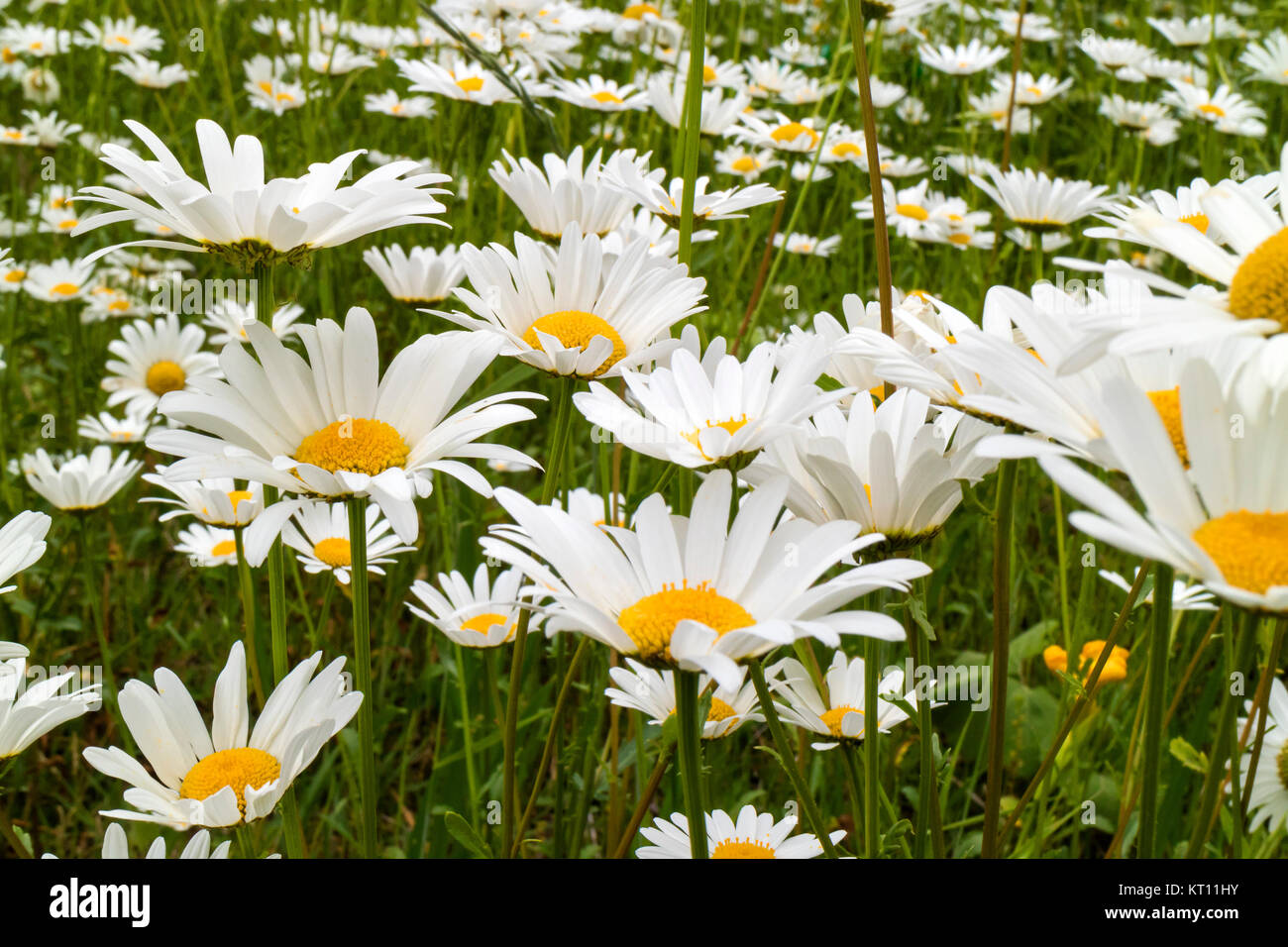Field daisy close up full frame Stock Photo - Alamy