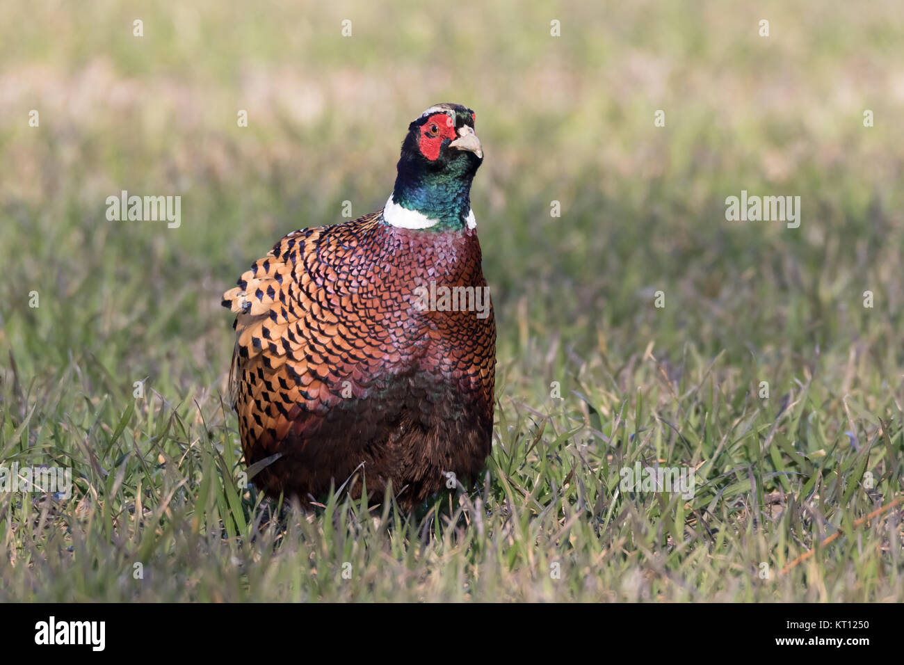 pheasant on a field Stock Photo - Alamy