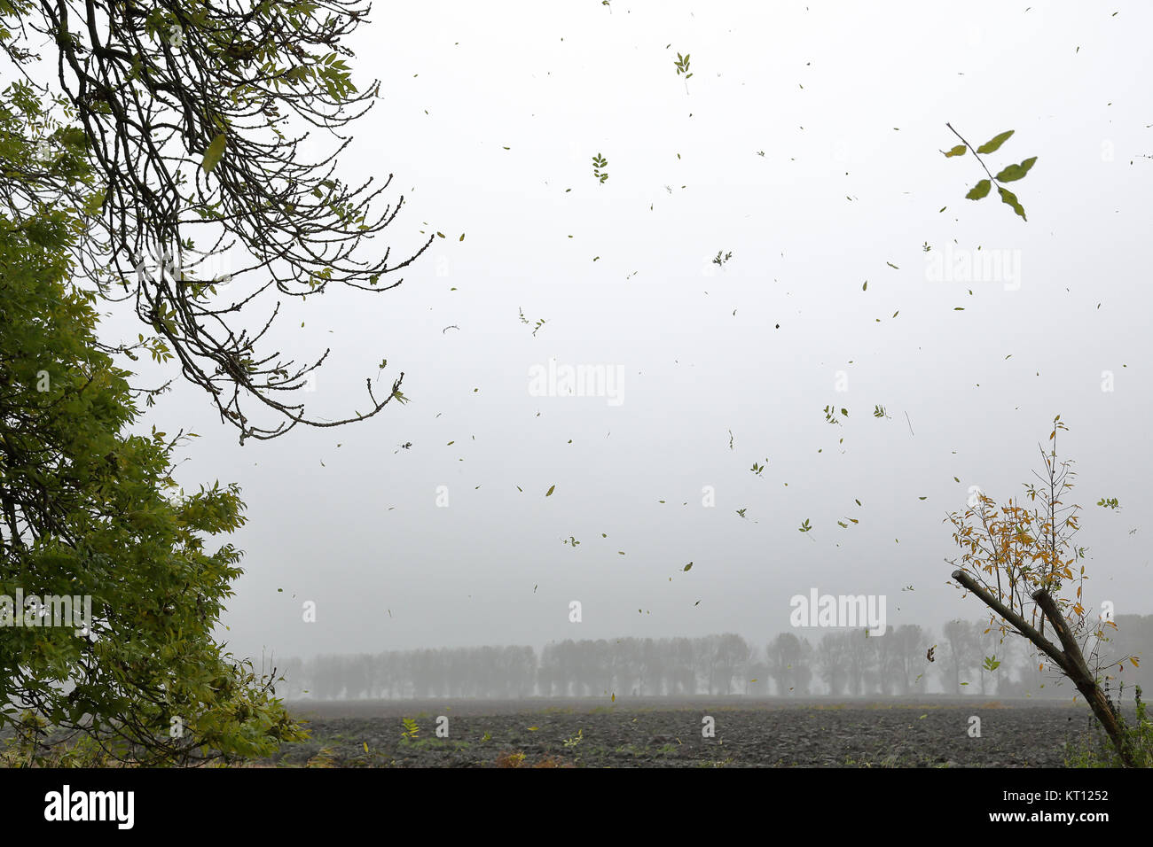 autumn leaves in the wind Stock Photo - Alamy