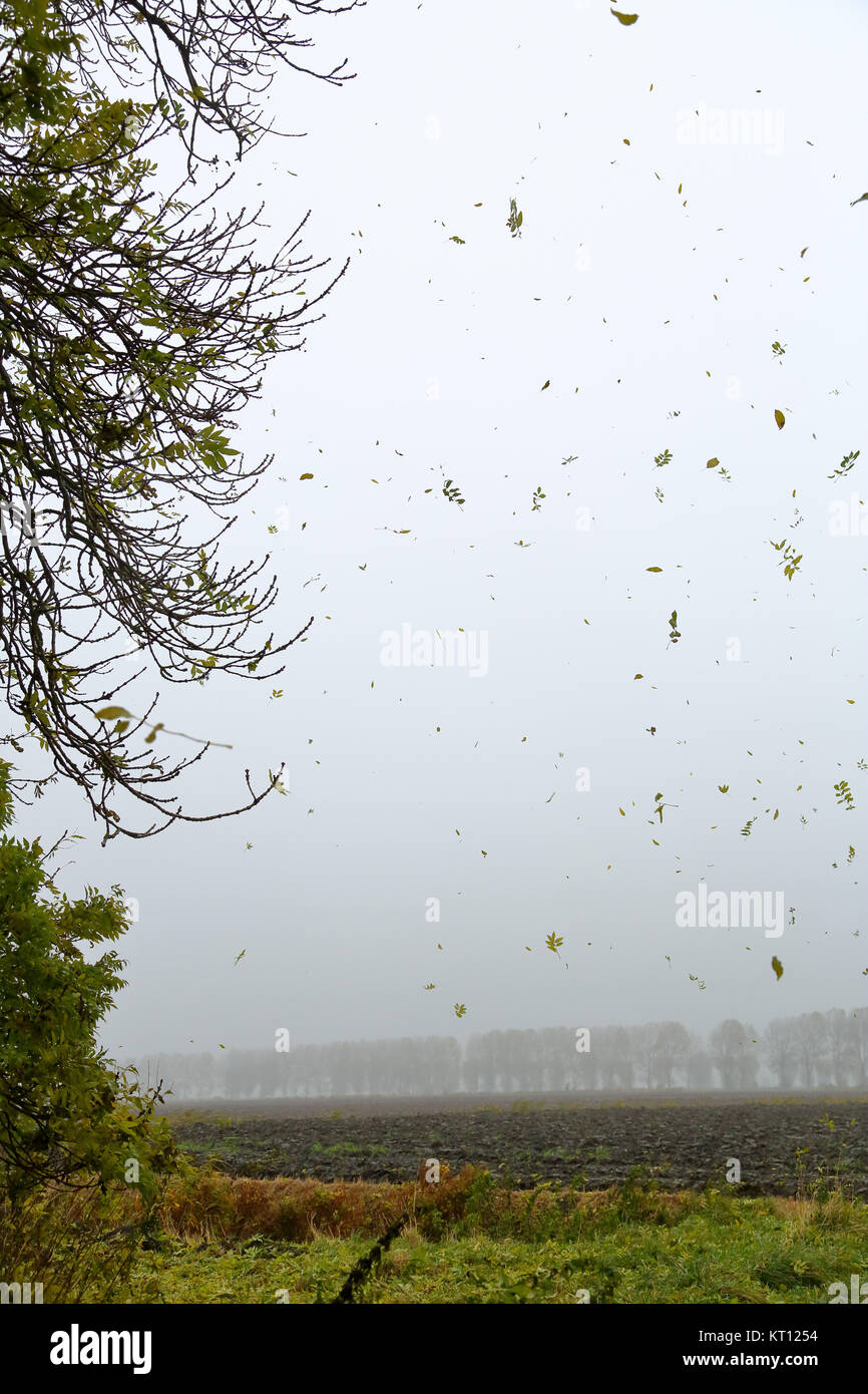 Autumn leaves in the wind Stock Photo - Alamy