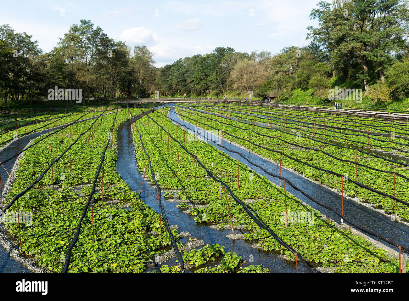 Wasabi plant farm hi-res stock photography and images - Alamy