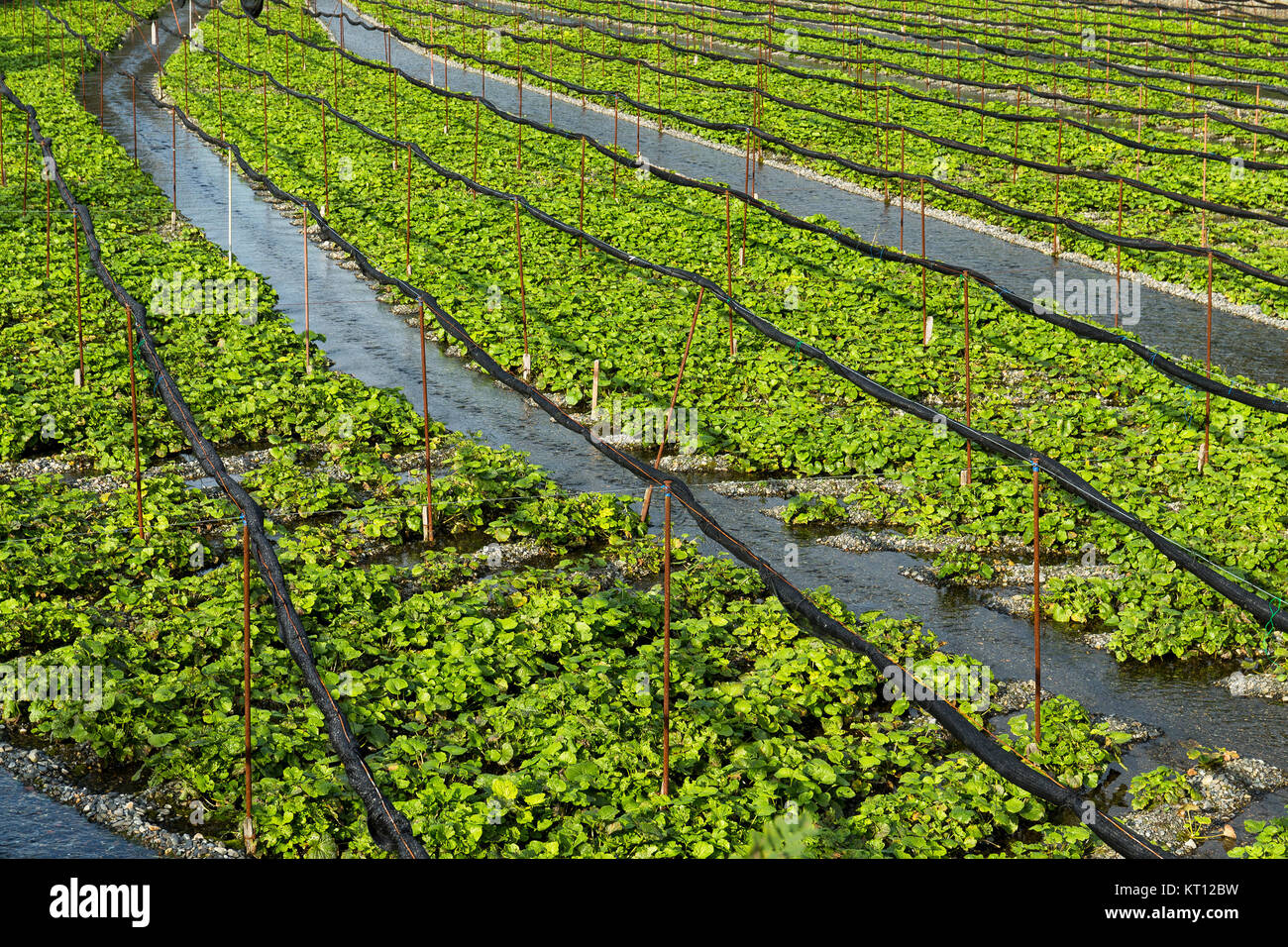 Wasabi plant farm hi-res stock photography and images - Alamy