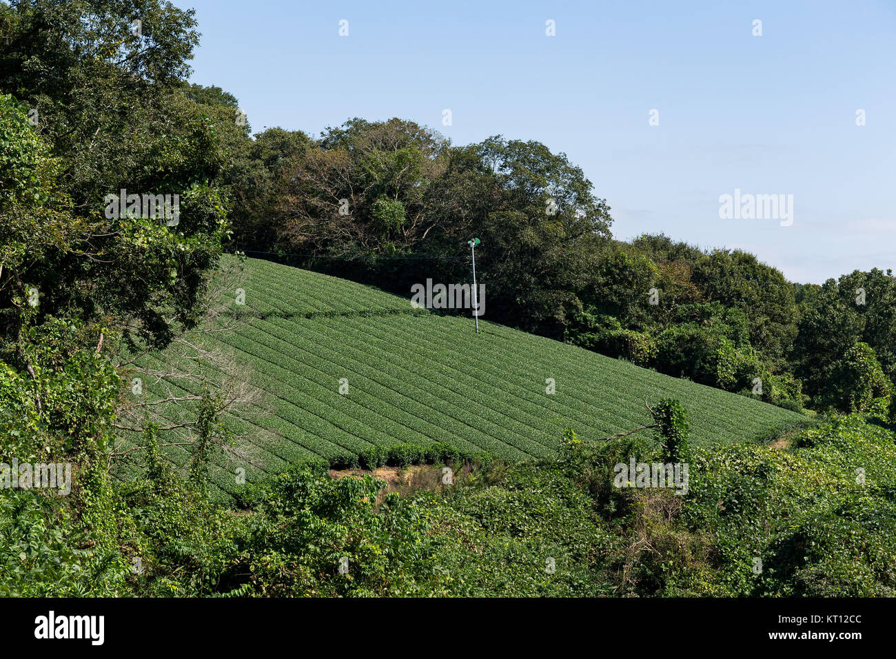 Green Tea Plantation field Stock Photo - Alamy