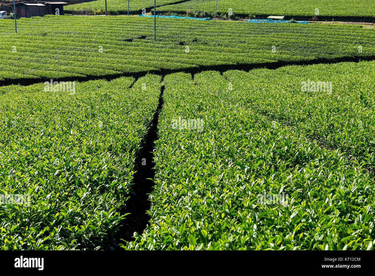 Green tea tree garden Stock Photo - Alamy