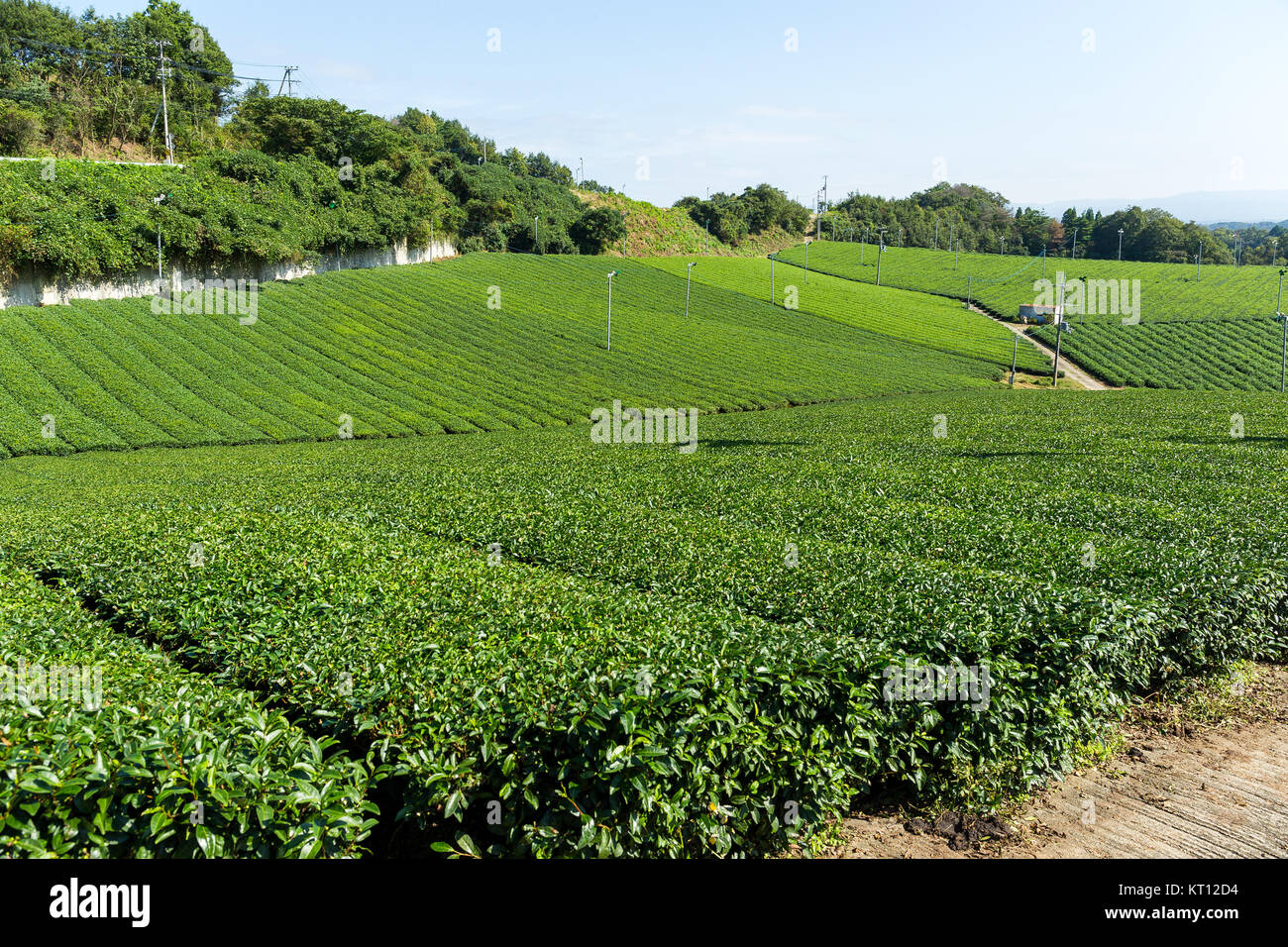 Green Tea field Stock Photo - Alamy