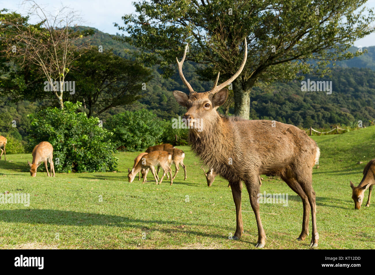 Group of Deer eating grass Stock Photo - Alamy
