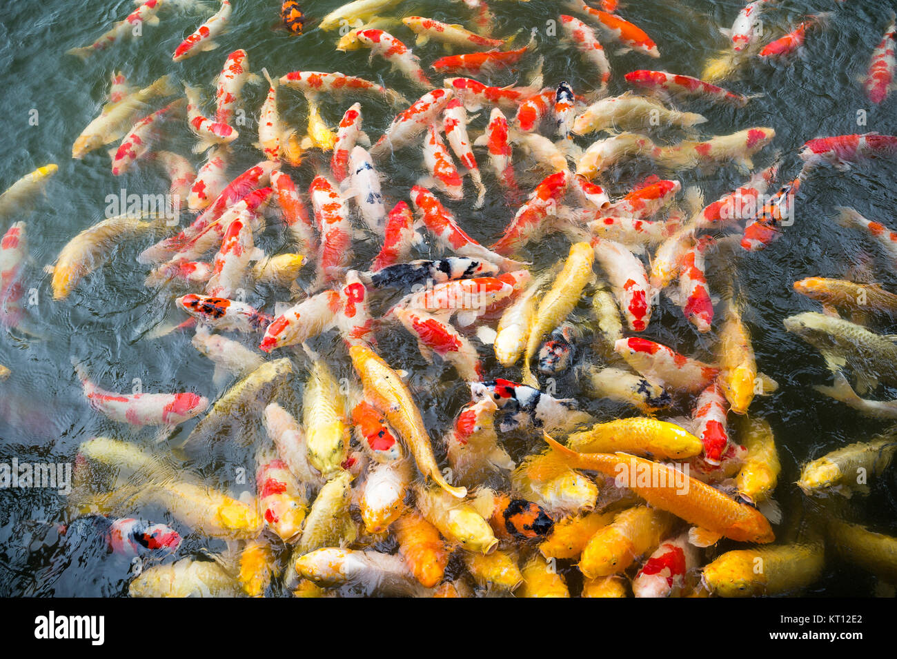 Koi fish swimming Stock Photo - Alamy
