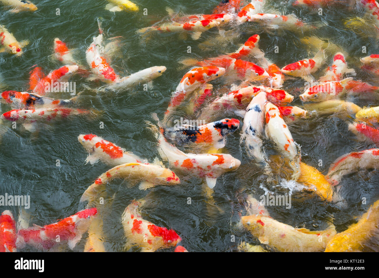 Colorful koi fish Stock Photo - Alamy
