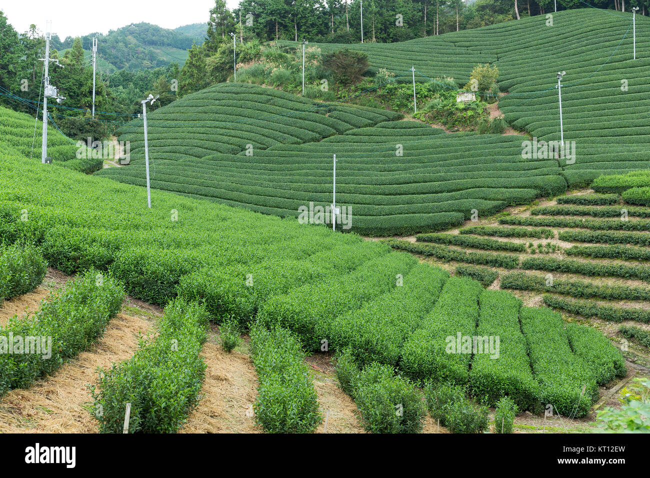 Green Tea field Stock Photo - Alamy
