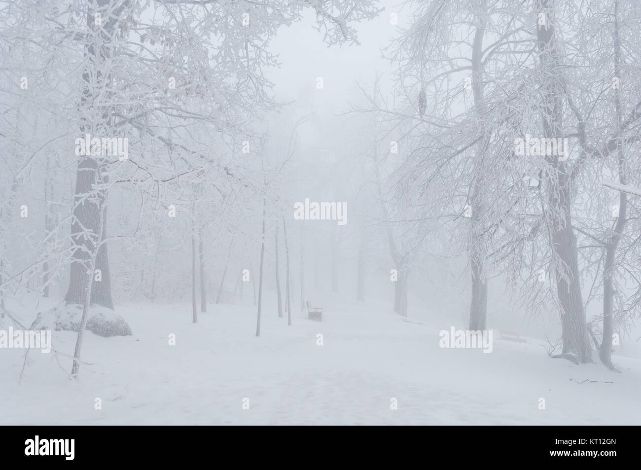 Freezing rain covered the trees and surface in a park forest Stock ...