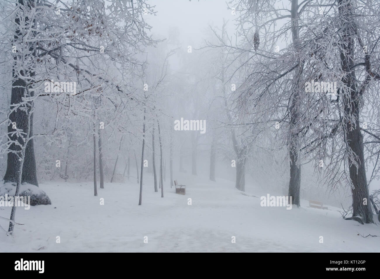 Freezing rain covered the trees and surface in a park forest Stock ...