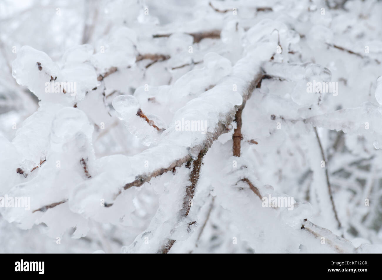 Freezing rain covered the trees and surface in a park forest Stock ...
