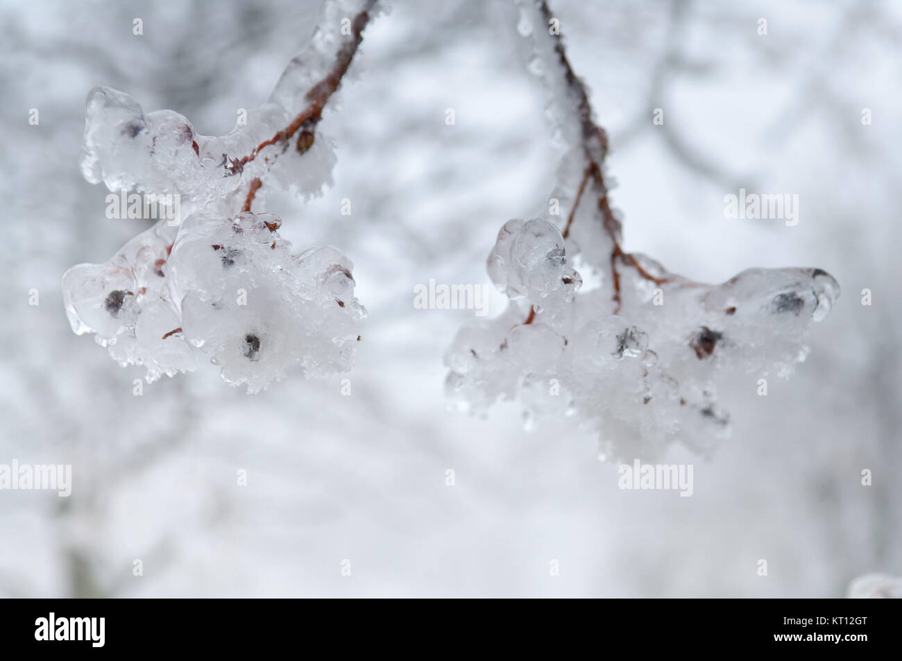Freezing rain covered the trees and surface in a park forest Stock ...
