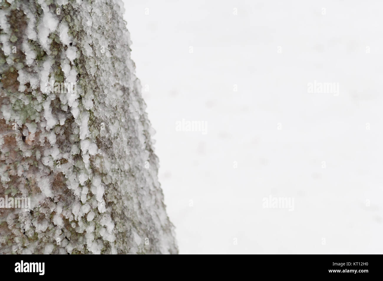 Freezing rain covered the trees and surface in a park forest Stock ...