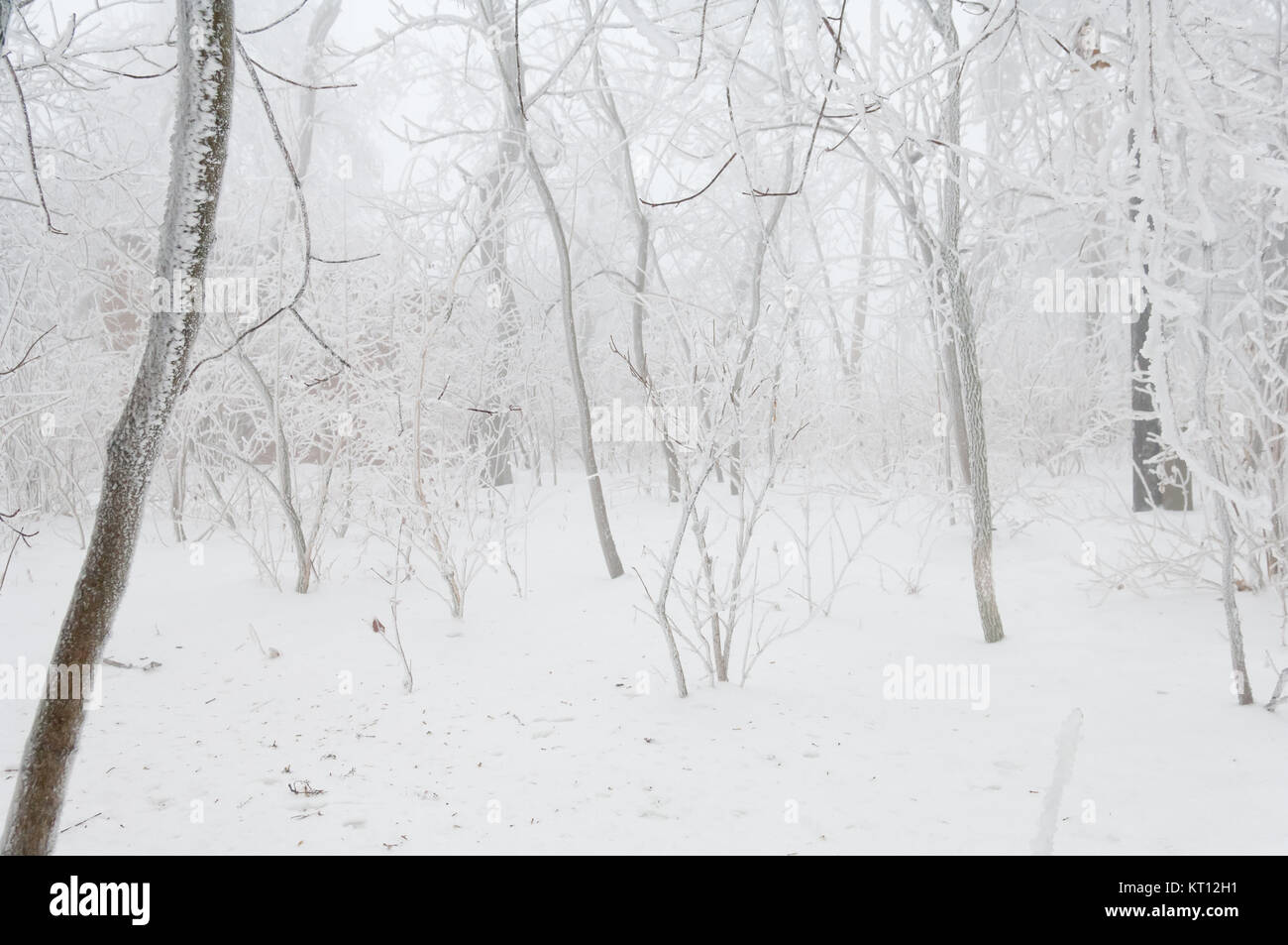 Freezing rain covered the trees and surface in a park forest Stock ...