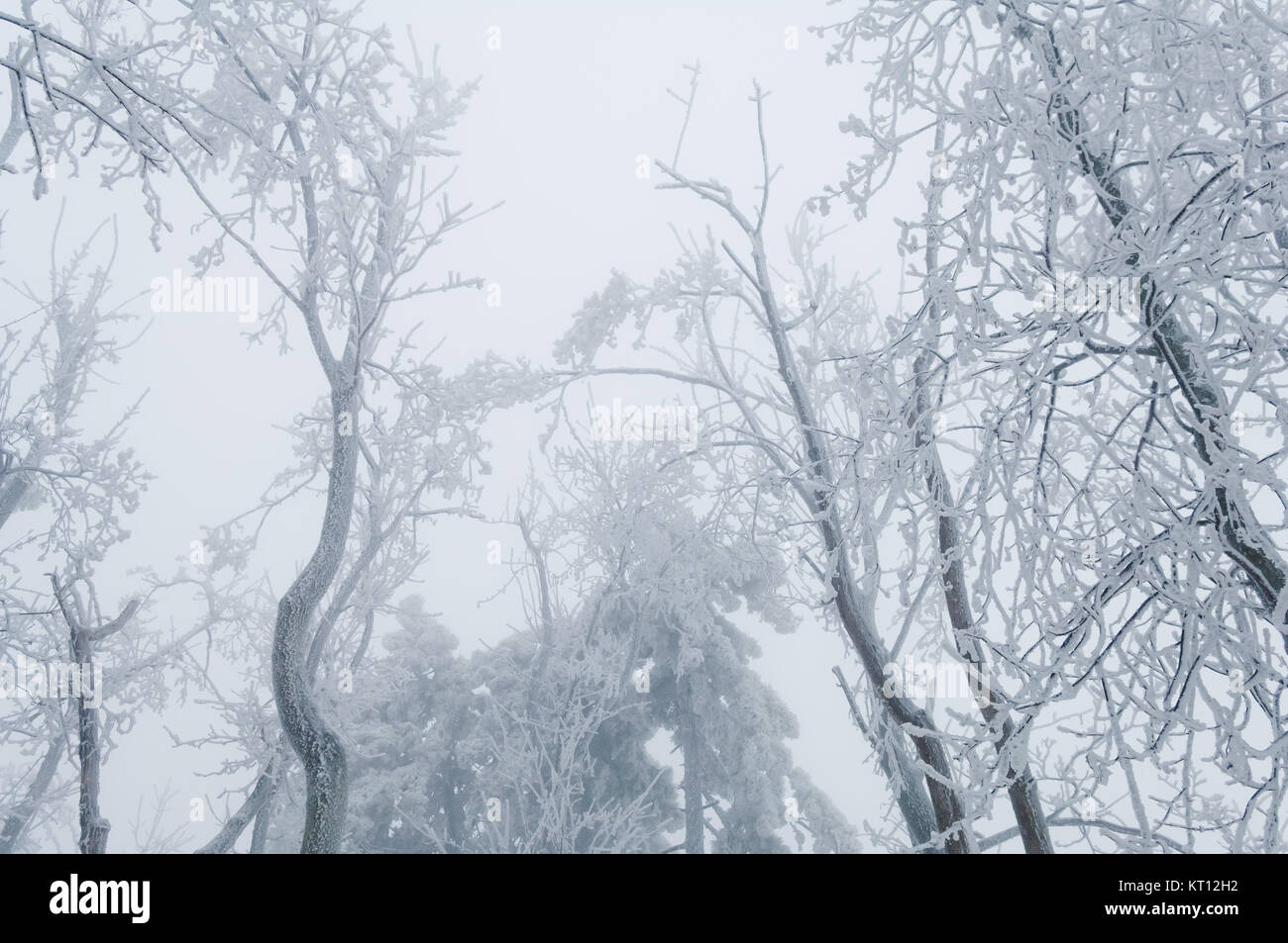 Freezing rain covered the trees and surface in a park forest Stock ...