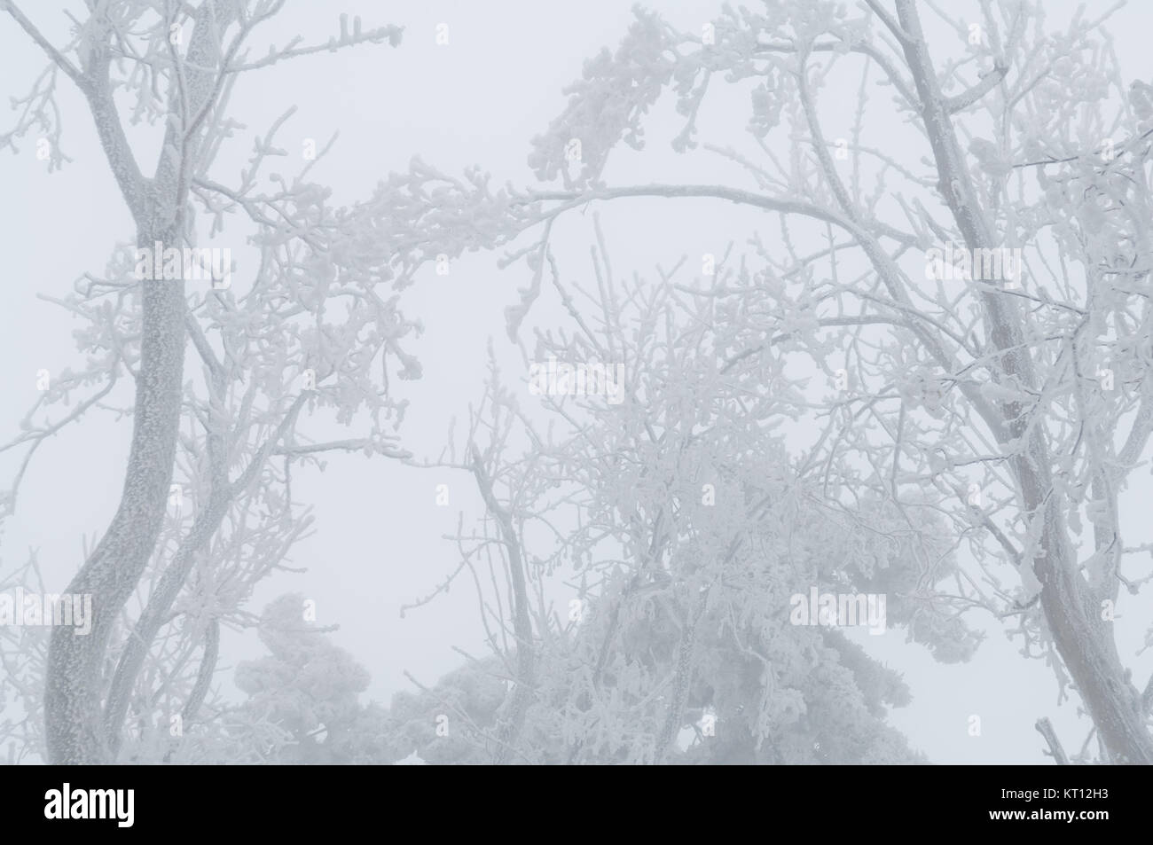 Freezing rain covered the trees and surface in a park forest Stock ...