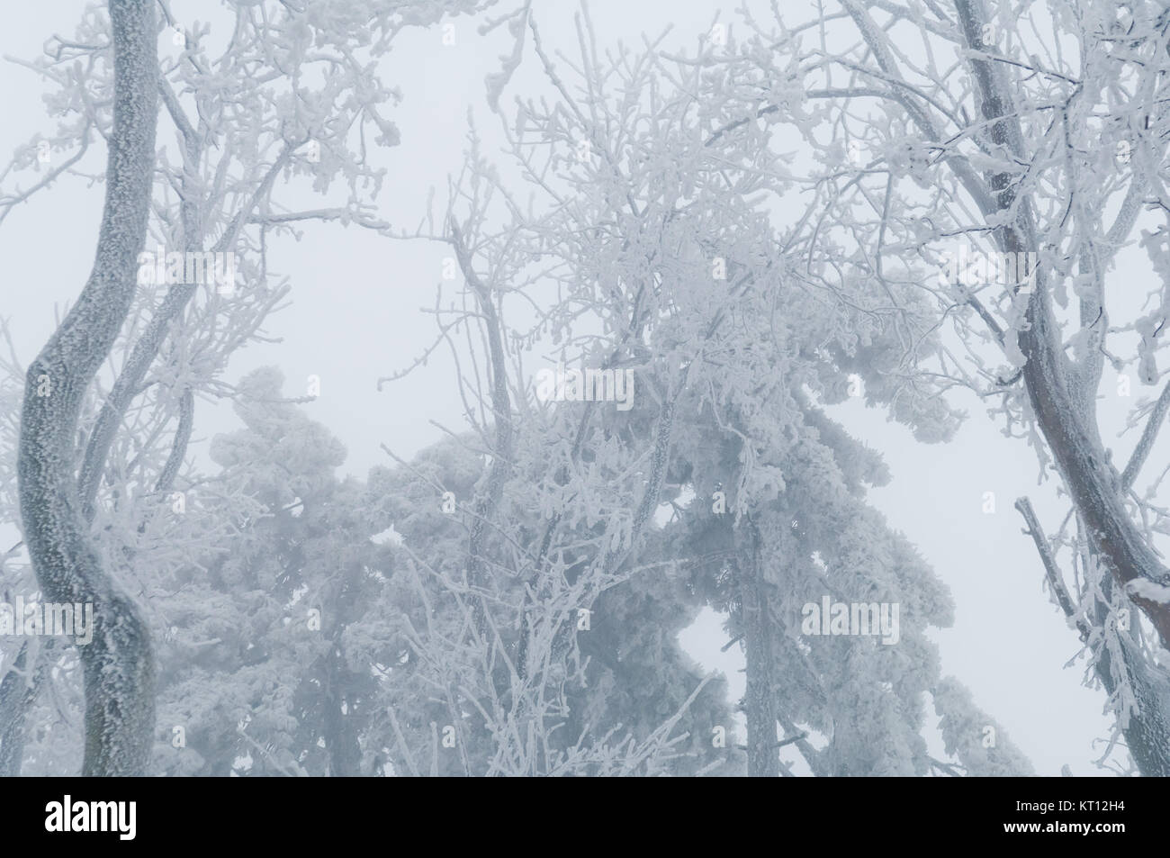 Freezing rain covered the trees and surface in a park forest Stock ...