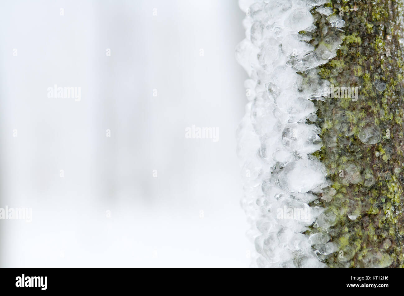 Freezing rain covered the trees and surface in a park forest Stock ...