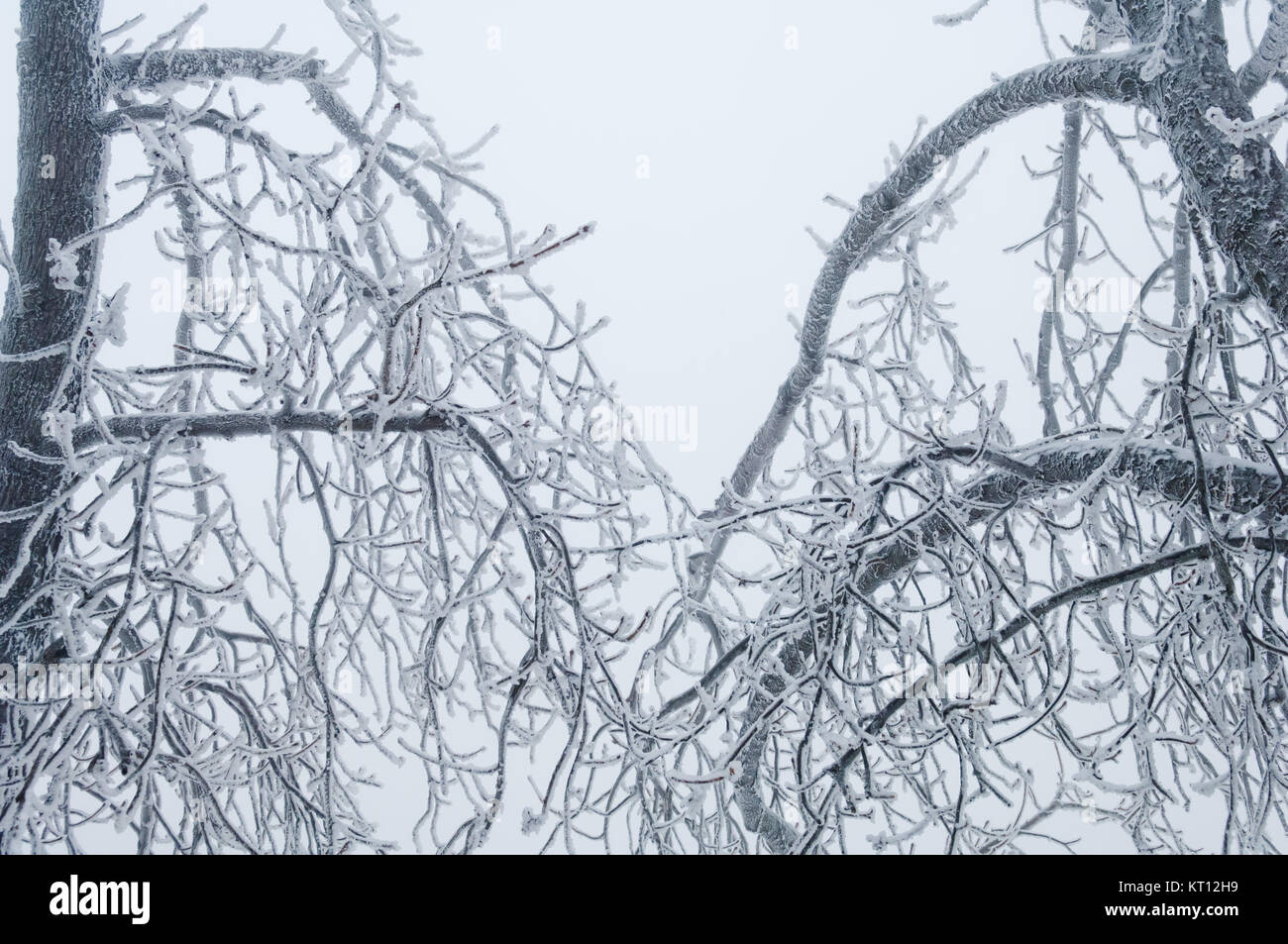 Freezing rain covered the trees and surface in a park forest Stock ...