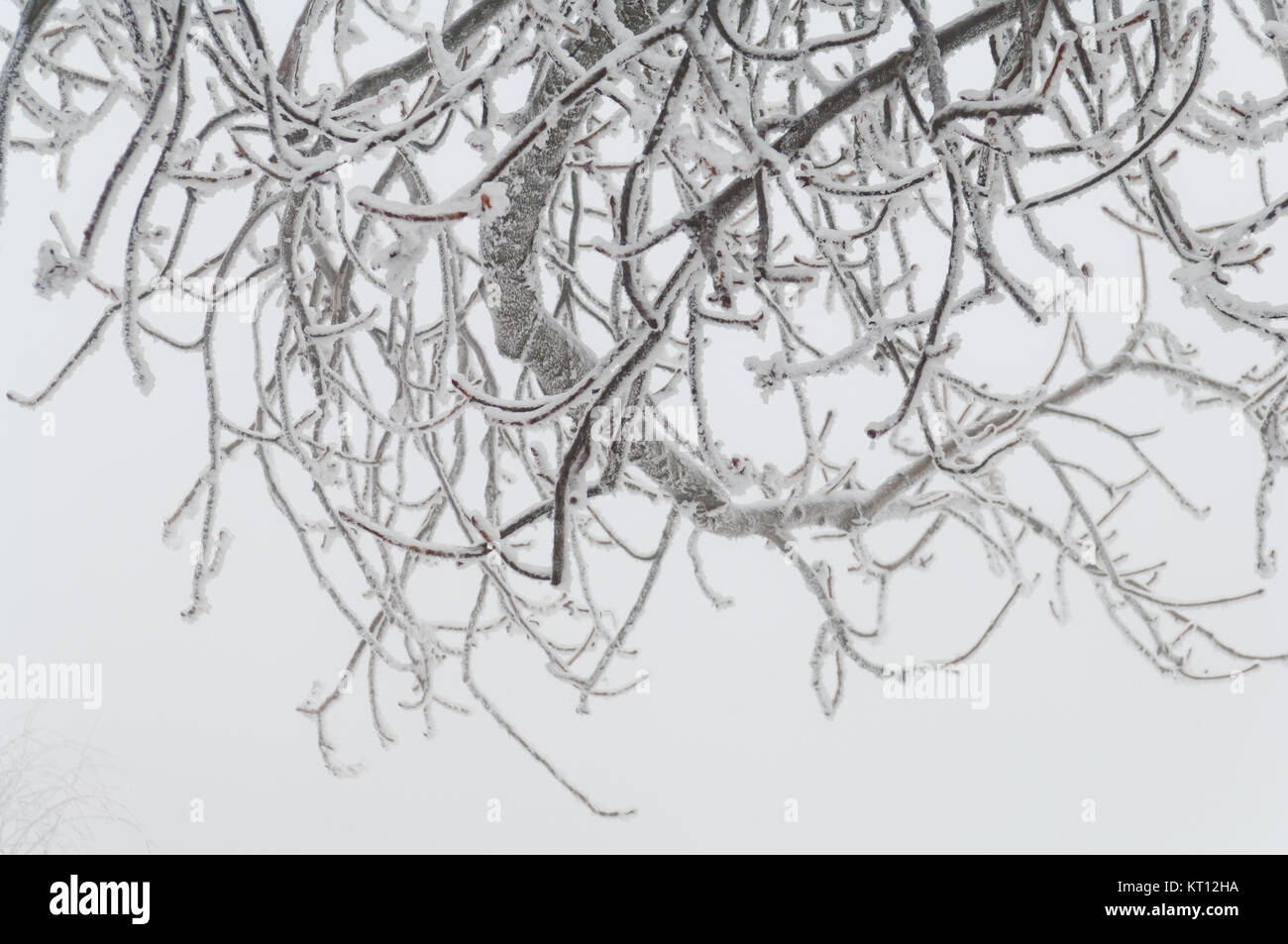 Freezing rain covered the trees and surface in a park forest Stock ...