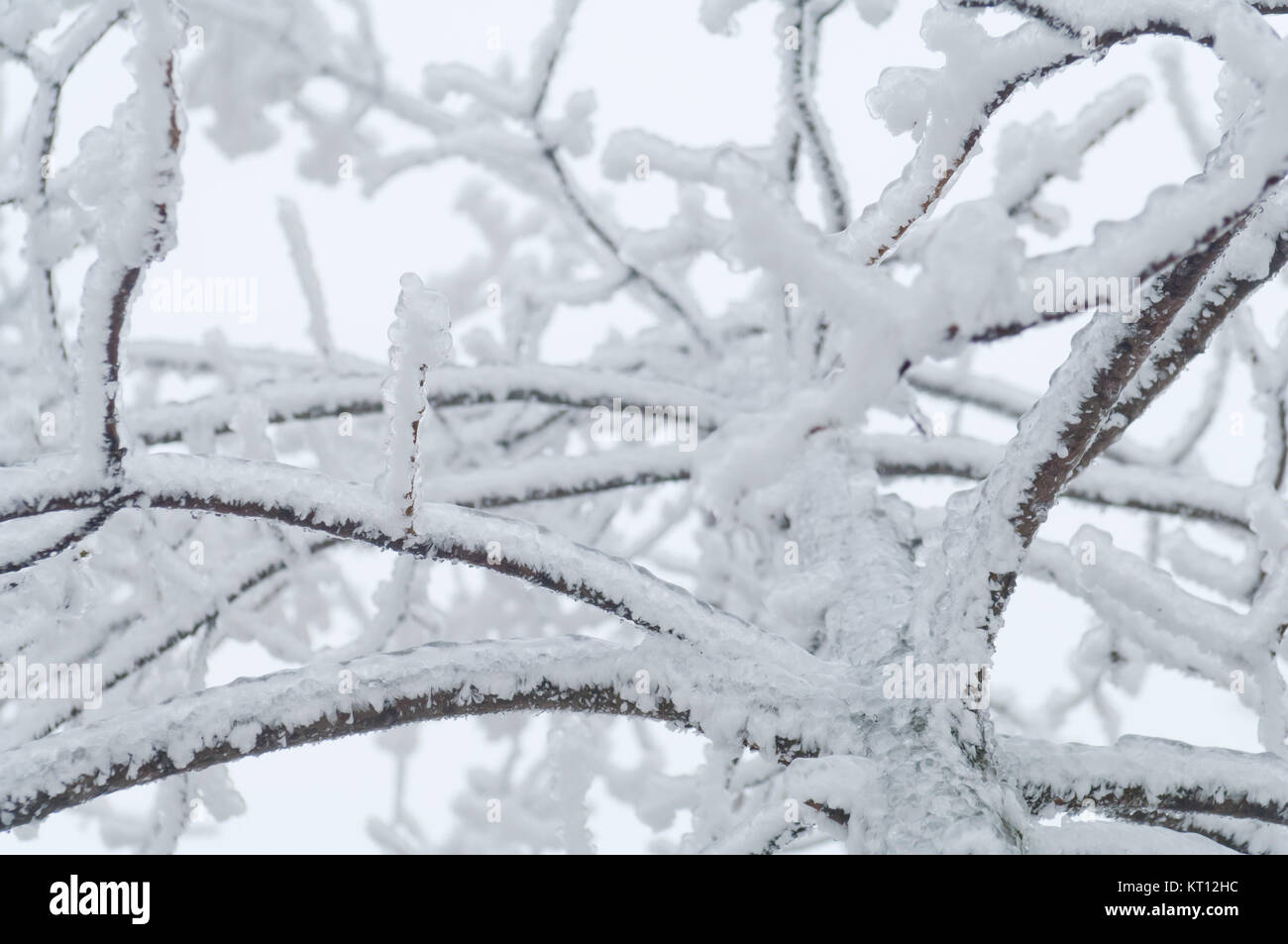 Freezing rain covered the trees and surface in a park forest Stock ...