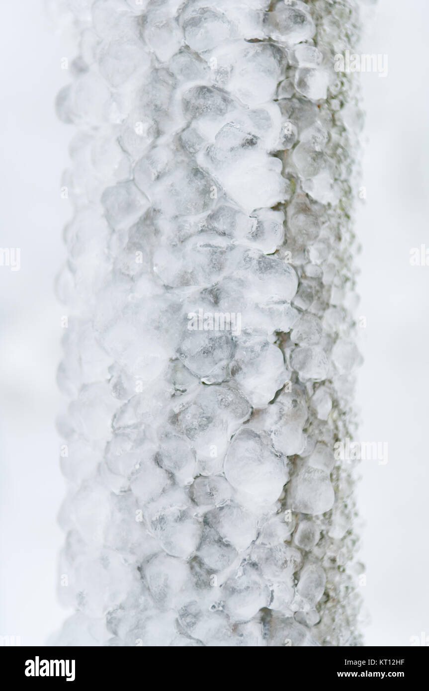Freezing rain covered the trees and surface in a park forest Stock ...